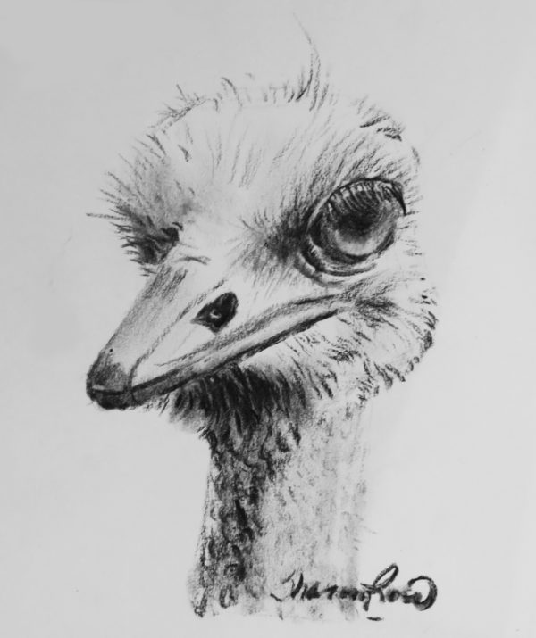 Lessons in Charcoal: Ornery Ostrich - Creating a Masterpiece